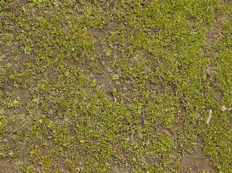 Free 21 Green Lawn Texture Designs In Psd Vector Eps