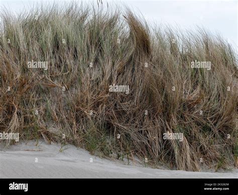 Thickets Of Thick Dried Grasses On The Sandy Seashore Under A Cloudy