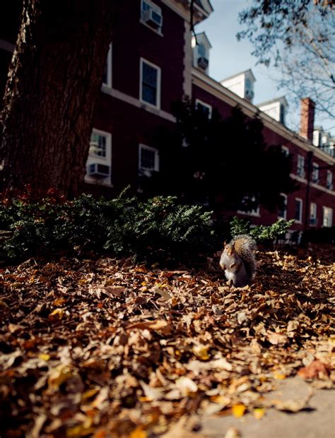 Campus Is Beautiful R Uiuc