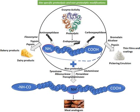 The Role Of Enzymatic Modification Of Plant Based Protein As A