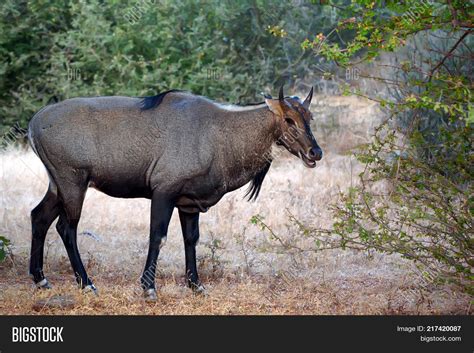 Close Male Nilgai Image And Photo Free Trial Bigstock