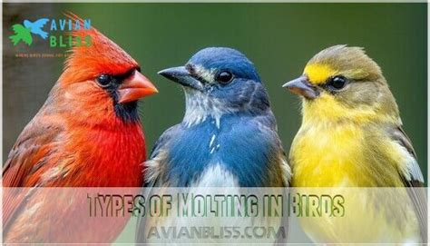 Bird Molting What It Is Why Birds Molt And How You Can Help During Molt