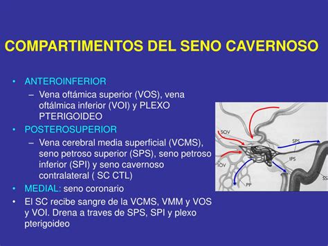 Seno Petroso Superior