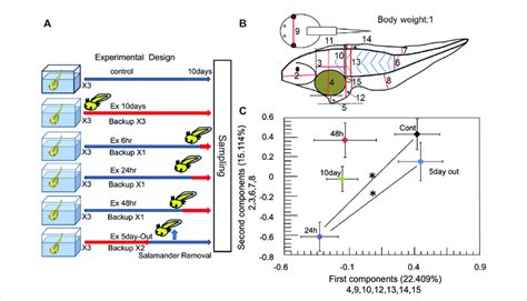 Experimental Design And Multiscale Analysis A Experimental Design