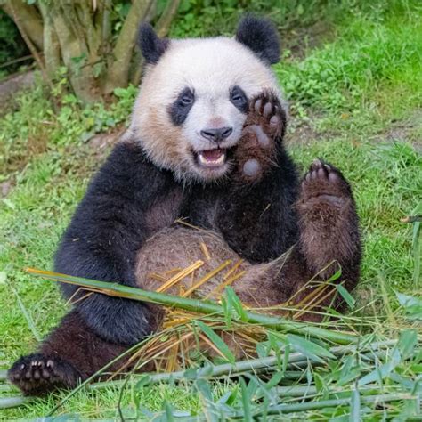 Giant Panda Cubs Eating Bamboo