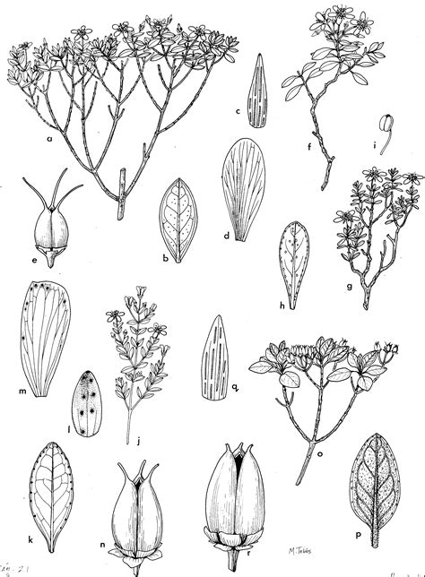 Media Gallery Hypericum Online