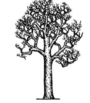 Vegetative Morphology Flashcards Quizlet Vegetative Morphology Flashcards Quizlet