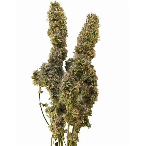 From The Field Catnip Buds For Cats 4 Oz Jumbo Bag