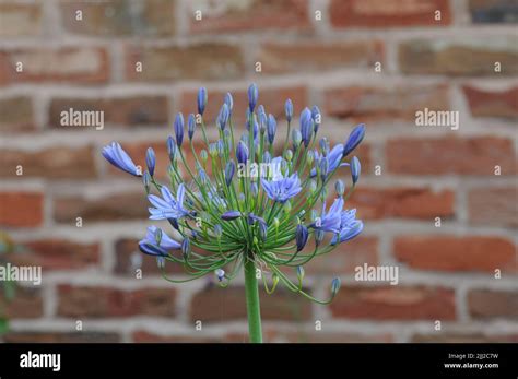 Blaue Makrofotografie Agapanthus Fotos Und Bildmaterial In Hoher
