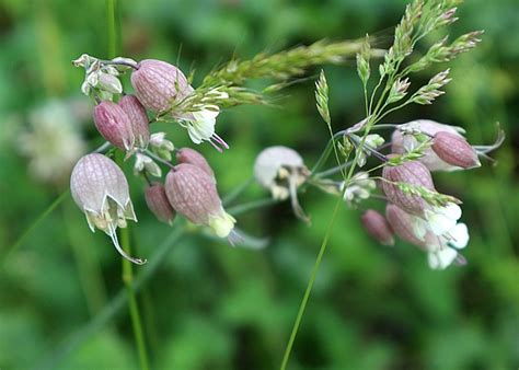 Silenka The Convexity Of Free Photo On Pixabay Pixabay