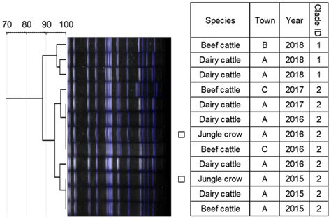 Dendrogram Of Pulsed‐field Gel Electrophoresis Pfge Gel Band Patterns