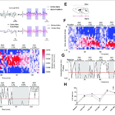pac in cortex and thalamocortical networks a schematic cortex slow download scientific
