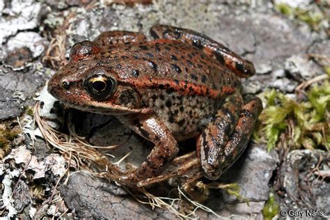 Identifying Red Legged And Yellow Legged Frogs In California V