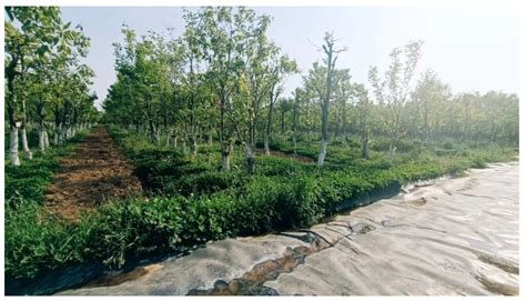 Double Dqn Based Path Tracking Control Algorithm For Orchard Traction