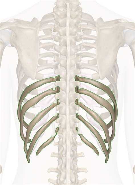 Rib Cage Anatomy Diagram Costochondritis Physio Check