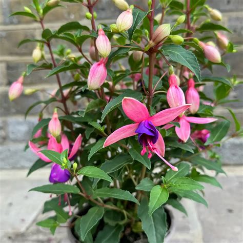 Fuchsia Bella Mariska Pot Size 1l Hardy Fuchsia The Boma Garden Centre