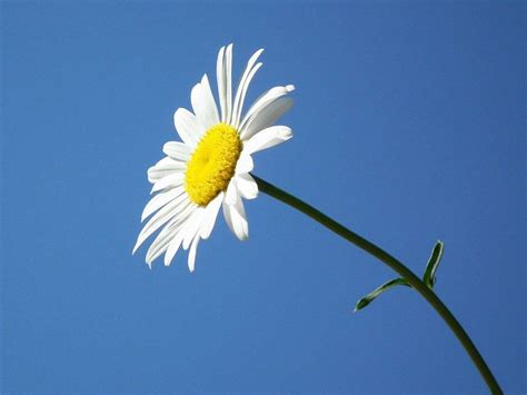 ดอกเดซี่ รูปภาพดอกไม้สวยๆ