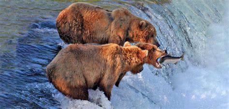 Bears Eating Salmon In Alaska