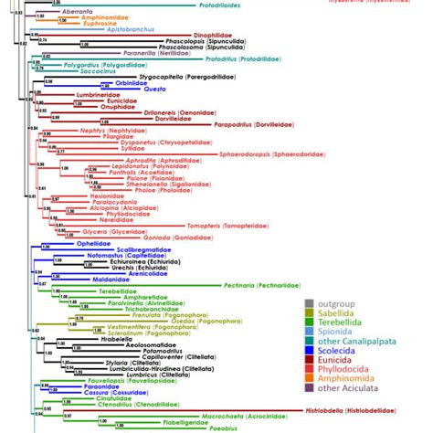 Bayesian Tree For The Combined Dataset Morphology Six Molecular