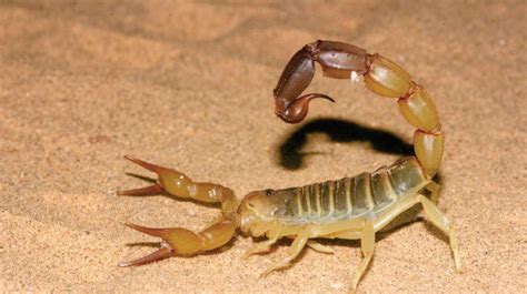 Трехлетний малыш ужален желтым скорпионом в Негеве