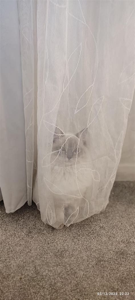 My Pretty Boy Coco 💗 Rragdolls