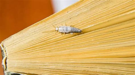 Gümüş Böceği İlaçlama Fidas İlaçlama