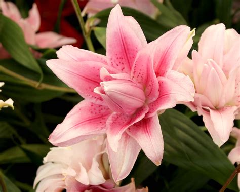 Lilium Oriental Hybrids Gardensonline