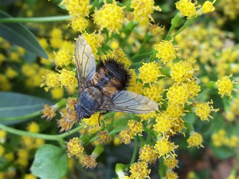Love The Honey Bees Beautiful Bumble Bee Seen In San Rafael Dec 2011