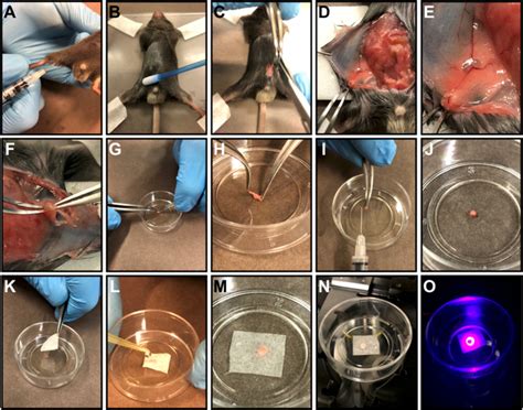 Harvesting An Inguinal Draining Lymph Node From A Murine Model