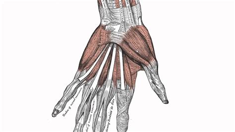 Muscles Of The Hand Anatomy Tutorial Youtube