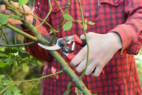 Difference Between Tree Pruning And Tree Trimming In Utah Tree Co