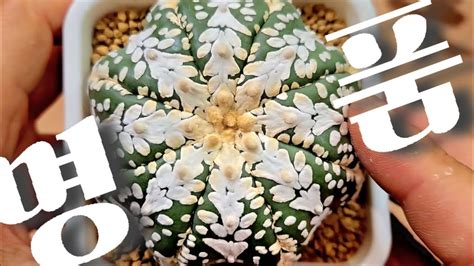 고수들만 알아보는 명품 투구 선인장 Youtube