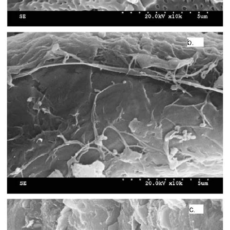 Sems For The Flocs Formed Using Different Coagulantscoagulant Aid