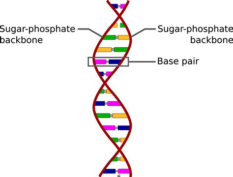 What Is Double Helical Structure Of Dna At Virginia Morgan Blog