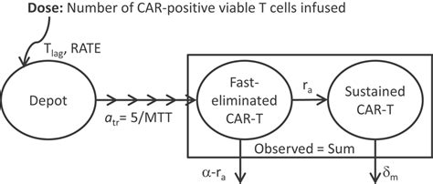 Ciltacabtagene Autoleucel Car Transgene Kinetic Model Diagram Download Scientific Diagram