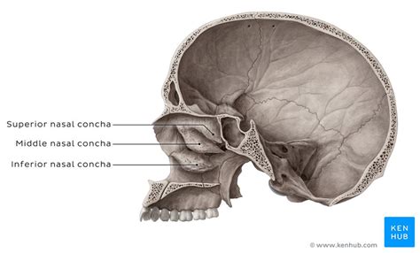Schwannoma Of The Nasal Cavity Clinical Case Diagnosis Kenhub