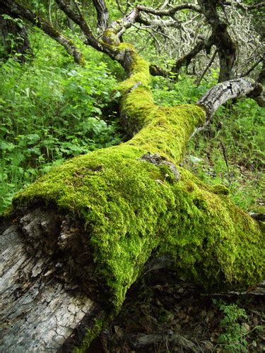 Biology Exam 2 Plant Diversity Flashcards Quizlet