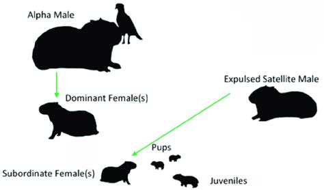 Capybara Potential Mating Dynamics Green Arrows Alpha Male