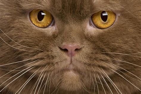 10 Flat Faced Cat Breeds Youll Love