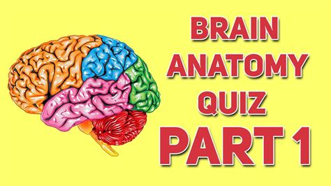 Parts Of The Brain Diagram Quiz