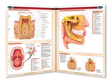 Dental Chart Upper And Lower Jaw 4 Page Laminated Reference Guide