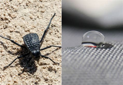 10 Biomimicry Examples Inspired By Nature Stillunfold