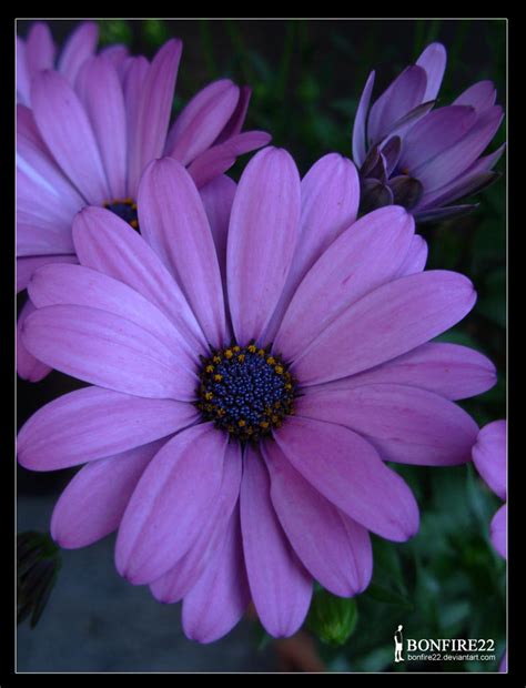 Violeta By Bonfire22 On Deviantart