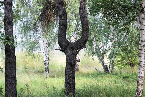 Unusual Bifurcation Of A Trunk Stock Image Image Of Coniferous Color