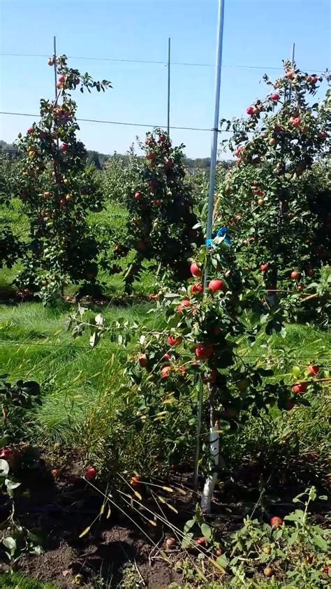 apple detection on tree object detection model by apple