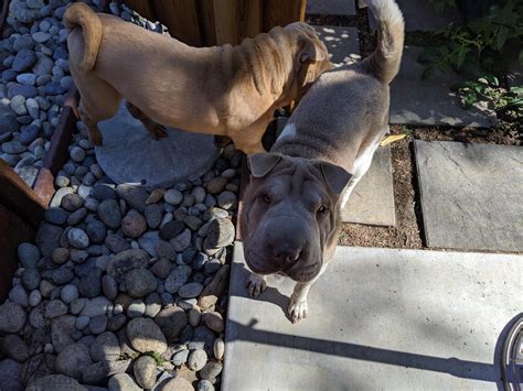 Flower And Faun Scrolller