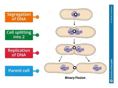 Binary Fission Labelled Diagram