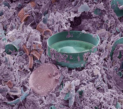 Fossilised Diatoms Sem Stock Image E440 0146 Science Photo Library