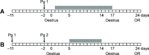 Timing Of Experimental Protocols That Used Oestrus Synchronization With Download Scientific