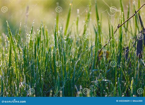 Close Up Of Fresh Thick Grass With Water Drops In The Early Morning